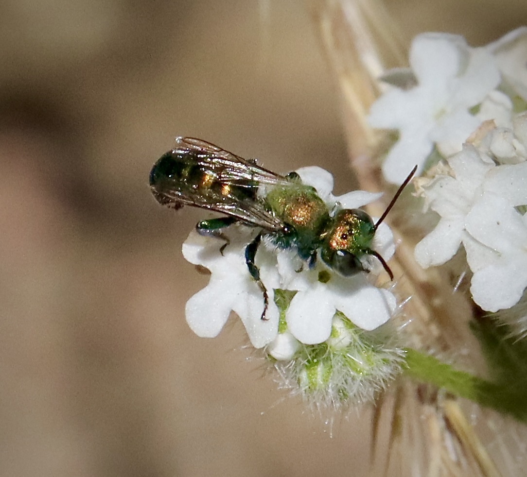 Hoplitis fulgida (Cresson, 1864)
