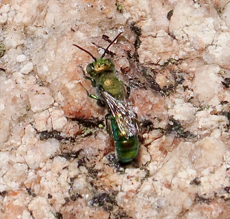 Hoplitis fulgida (Cresson, 1864)
