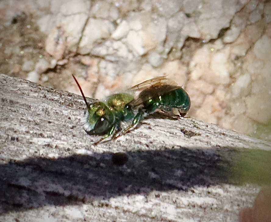 Hoplitis fulgida (Cresson, 1864)