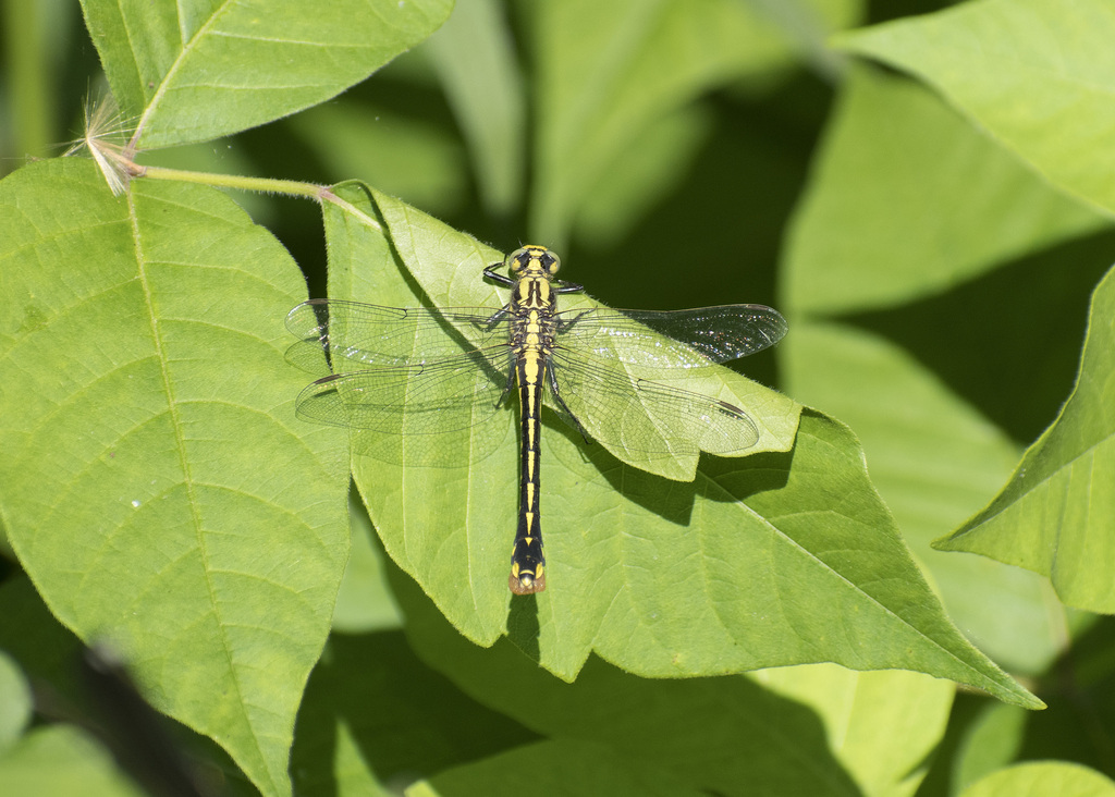 Midland Clubtail from Montgomery County, OH, USA on June 2, 2023 at 08: ...