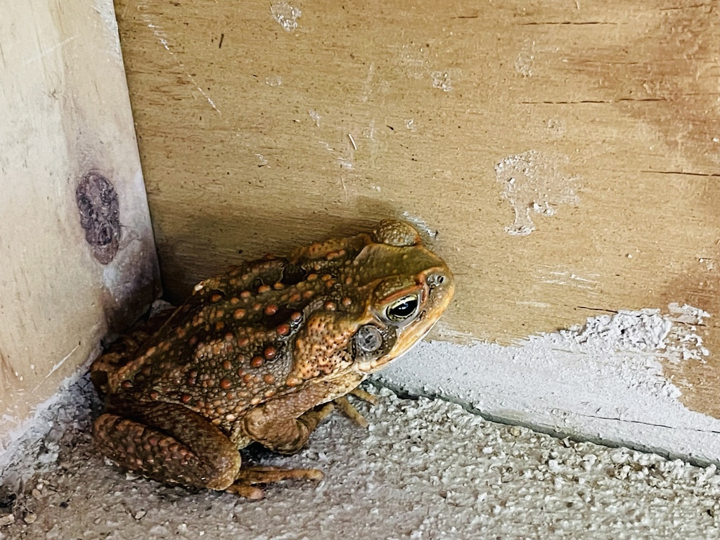 Cane Toad from Puerto Rico, Utuado, Puerto Rico, US on June 3, 2023 at ...