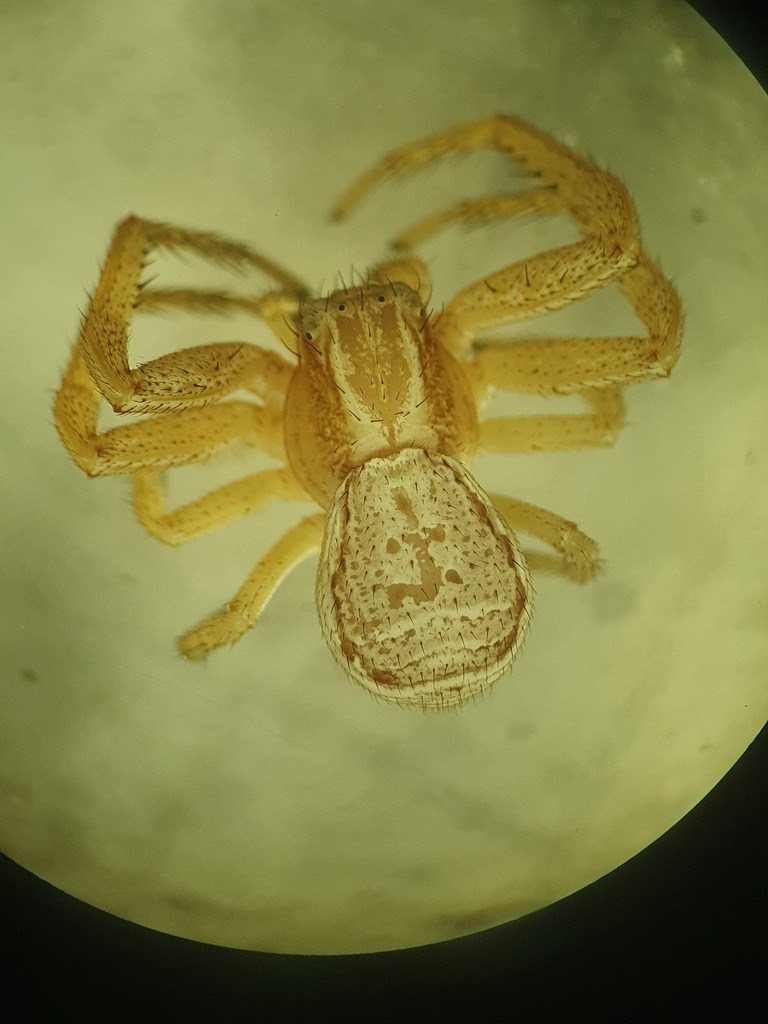 Swamp Crab Spider from Velky Paklan, hrhov, Slovakia on April 7, 2023 ...