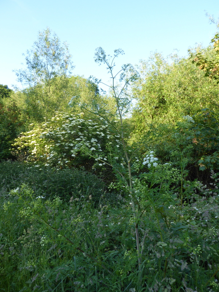 poison hemlock from Surbiton, UK on June 3, 2023 at 07:16 PM by jamie ...