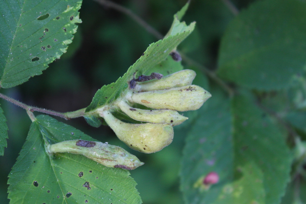 Slippery Elm Gall Aphid from Chapmansboro, TN 37035, USA on June 2 ...