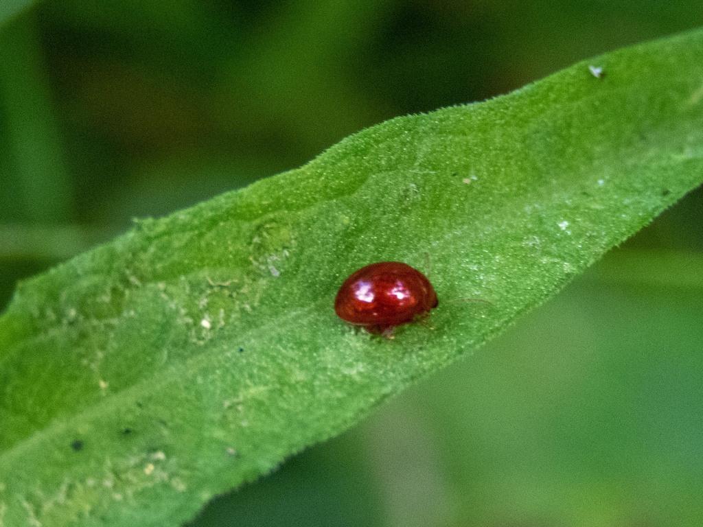 Sphaeroderma from Lugo, España on June 3, 2023 at 01:05 PM by Óscar ...
