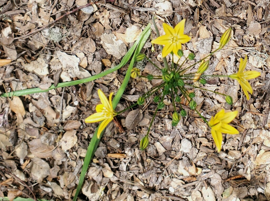 golden brodiaea from Monterey County, CA, USA on May 31, 2023 at 02:49 ...