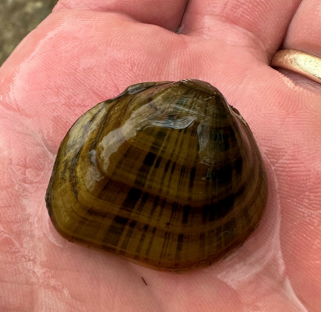 Shiny Pigtoe in March 2023 by Jeff Garner · iNaturalist