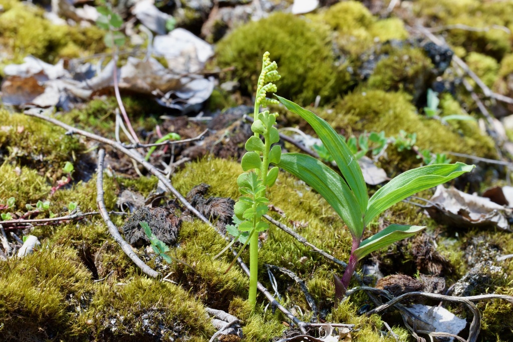 common moonwort from Ranis, Thuringia, DE on June 3, 2023 at 12:44 PM ...