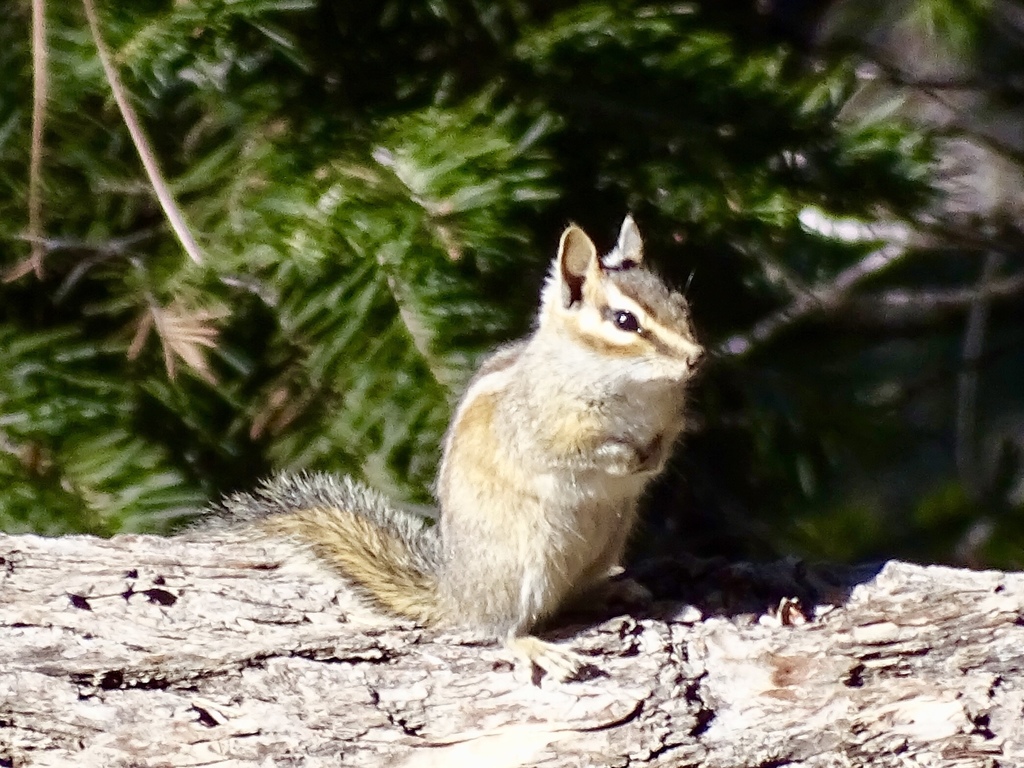 Gray-footed Chipmunk (Neotamias canipes) (Wildlife of the United States ...
