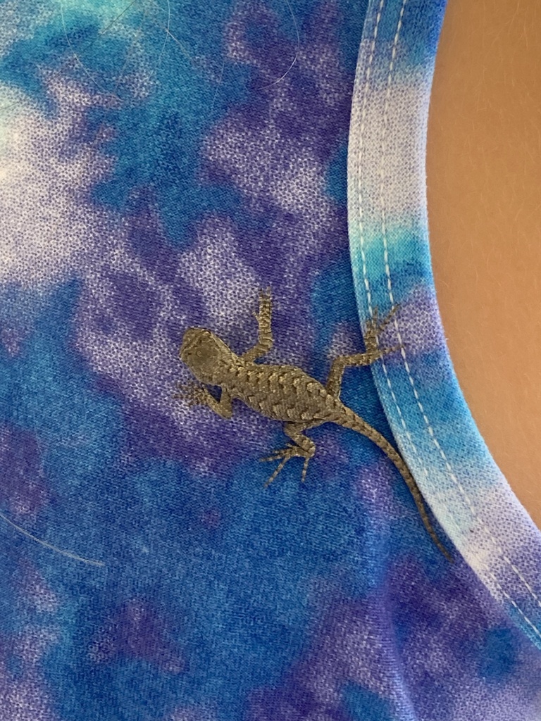 Eastern Fence Lizard from Thunder Ridge Rd, Corbin, KY, US on August 12 ...