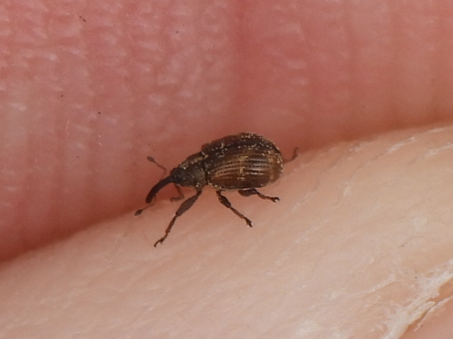 True Weevils from Northwest Washington, Washington, DC, USA on June 3 ...