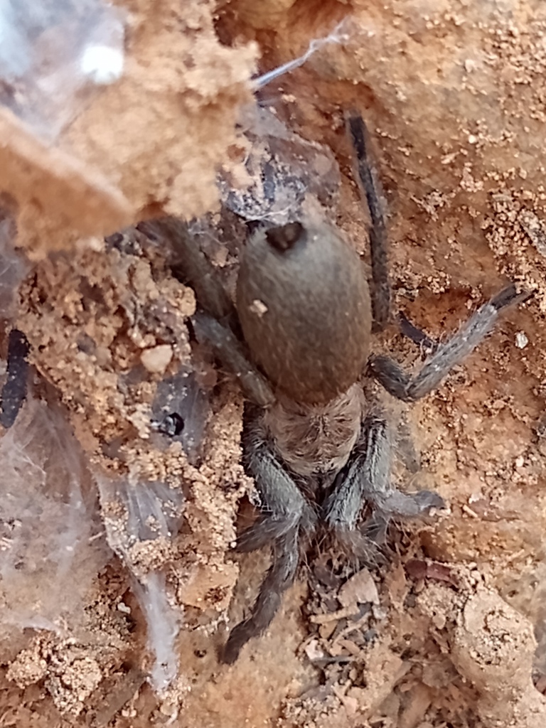 Exilis Bronze Tarantula from Canudos - BA, Brasil on June 3, 2023 at 08 ...