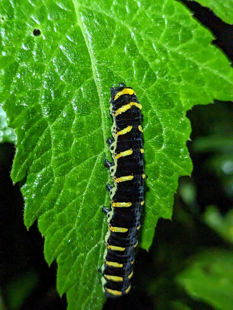 Butterflies and Moths from Quito, Pichincha, Ecuador on May 31, 2023 at ...
