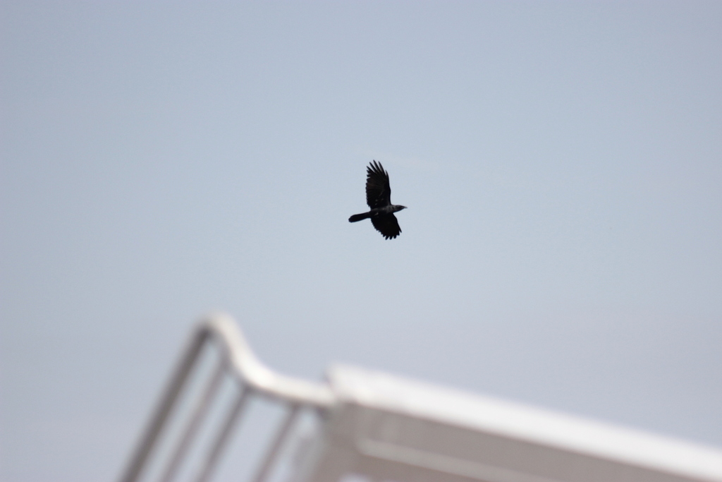 Crows and Ravens from Bay Lake, FL, USA on May 31, 2023 at 09:06 AM by ...