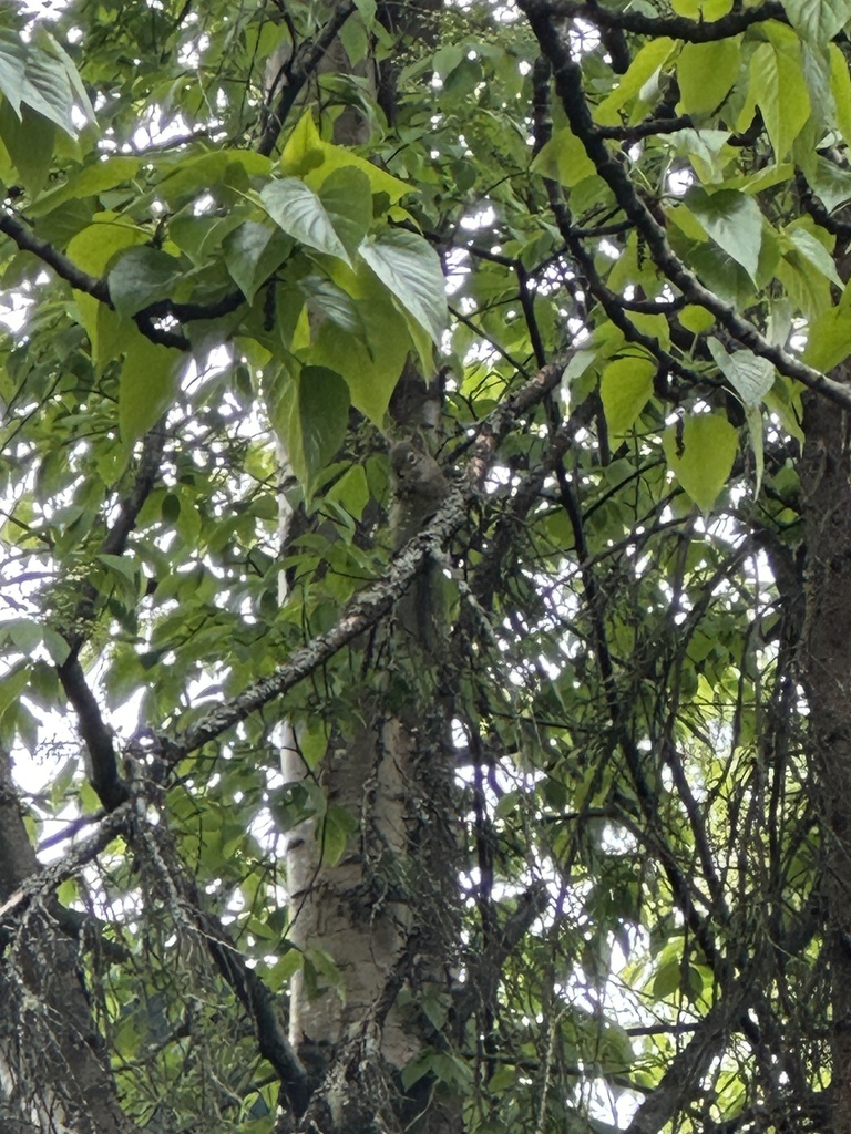 American Red Squirrel from W 19th Ave, Anchorage, AK, US on June 3 ...