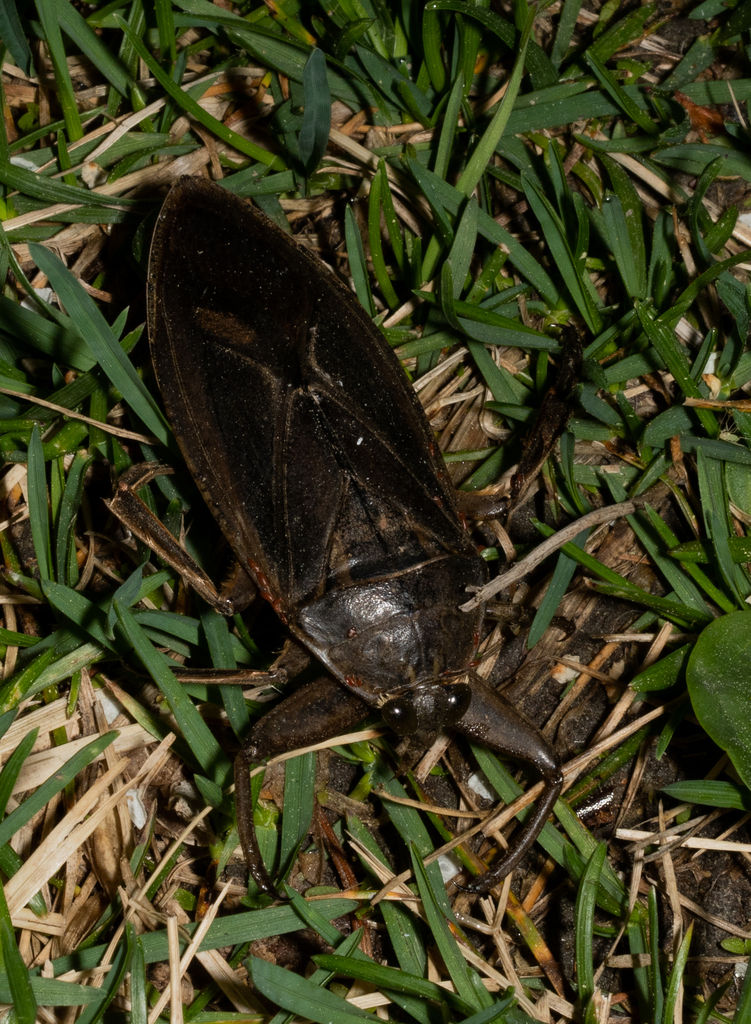 American Giant Water Bug from Val-d'Or, QC, Canada on June 3, 2023 at ...