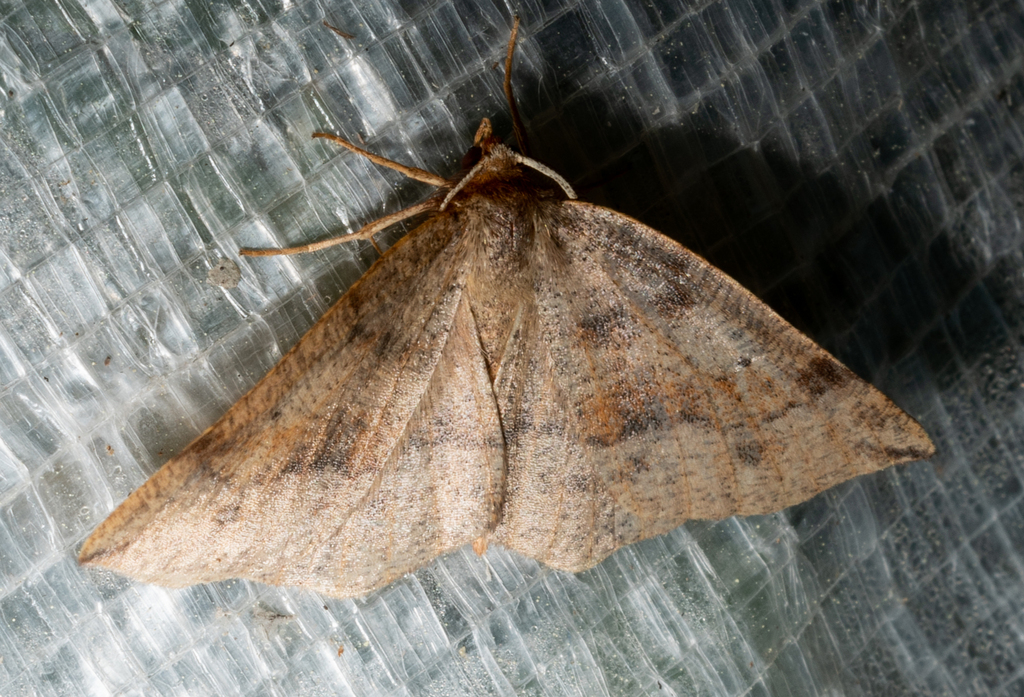 Ruddy Metarranthis Moth from Val-d'Or, QC, Canada on June 3, 2023 at 03 ...