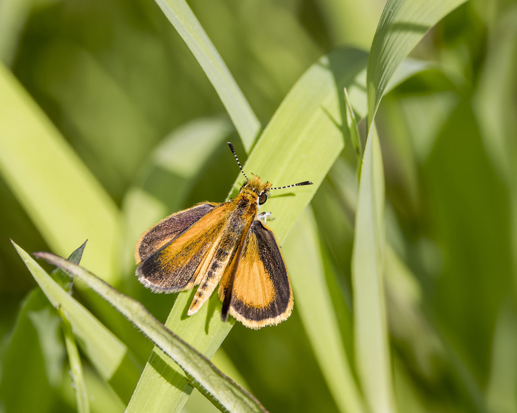 Least Skipper from Dupage County, IL, USA on June 3, 2023 at 10:41 AM ...