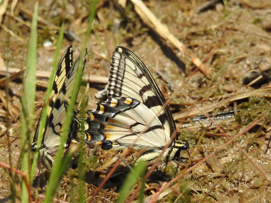 Appalachian Tiger Swallowtail in June 2023 by Sharon Forsyth. I think ...