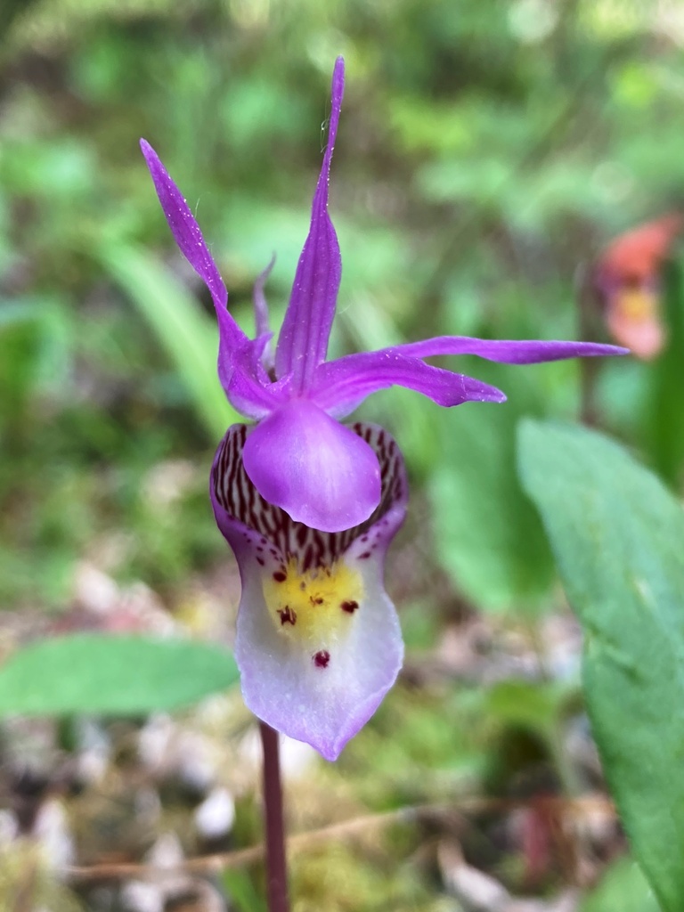 Eastern Fairy-slipper in June 2023 by canuckamok · iNaturalist