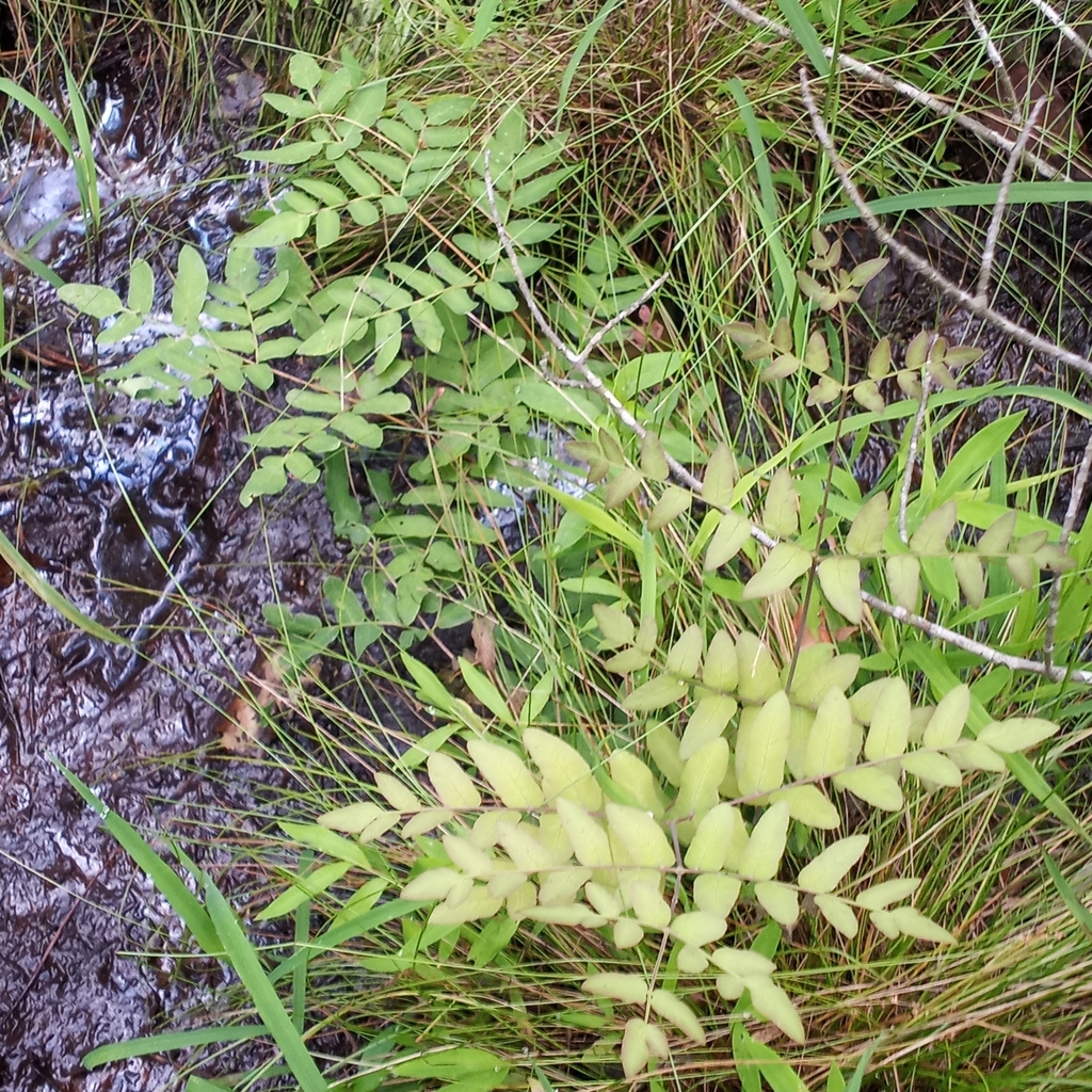 American Royal Fern from Pocomoke City, MD 21851, USA on June 3, 2023 ...