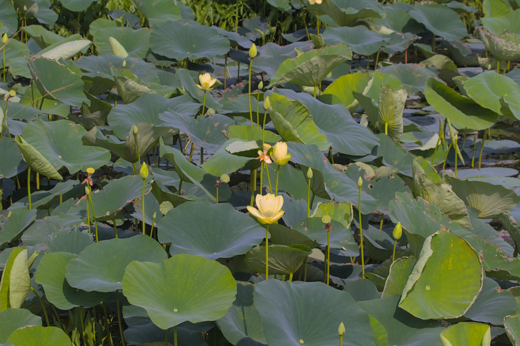 American lotus from Fort Bend County, TX, USA on June 3, 2023 at 09:26 ...