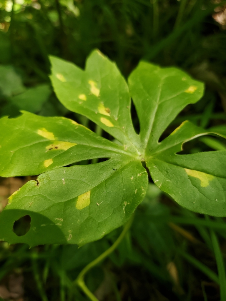 Mayapple Rust from Greenville, NC, USA on June 3, 2023 at 02:59 PM by ...