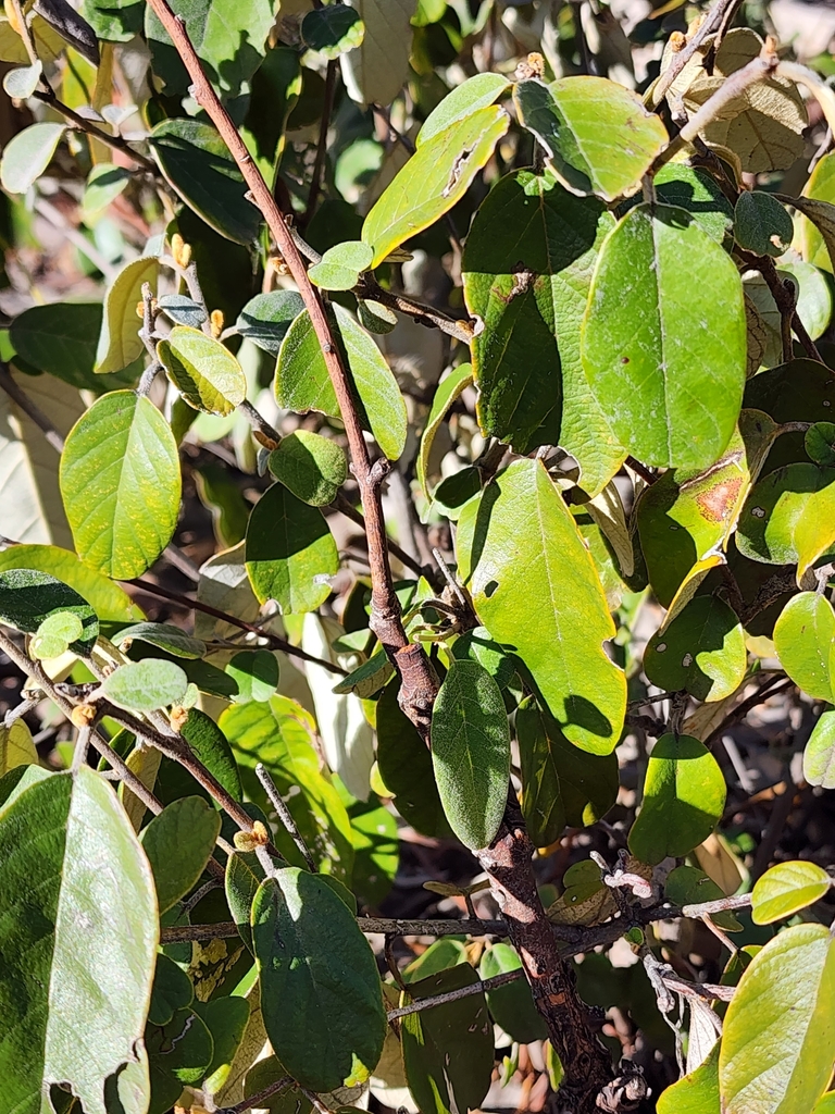 Red Ash from Beilba QLD 4454, Australia on June 3, 2023 at 10:11 AM by ...