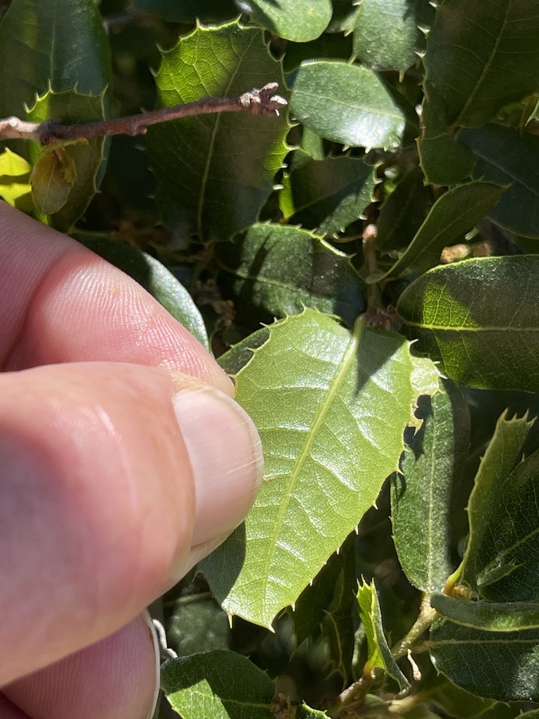 Bush Interior Live Oak from Fort Ord National Monument, Marina, CA, US ...