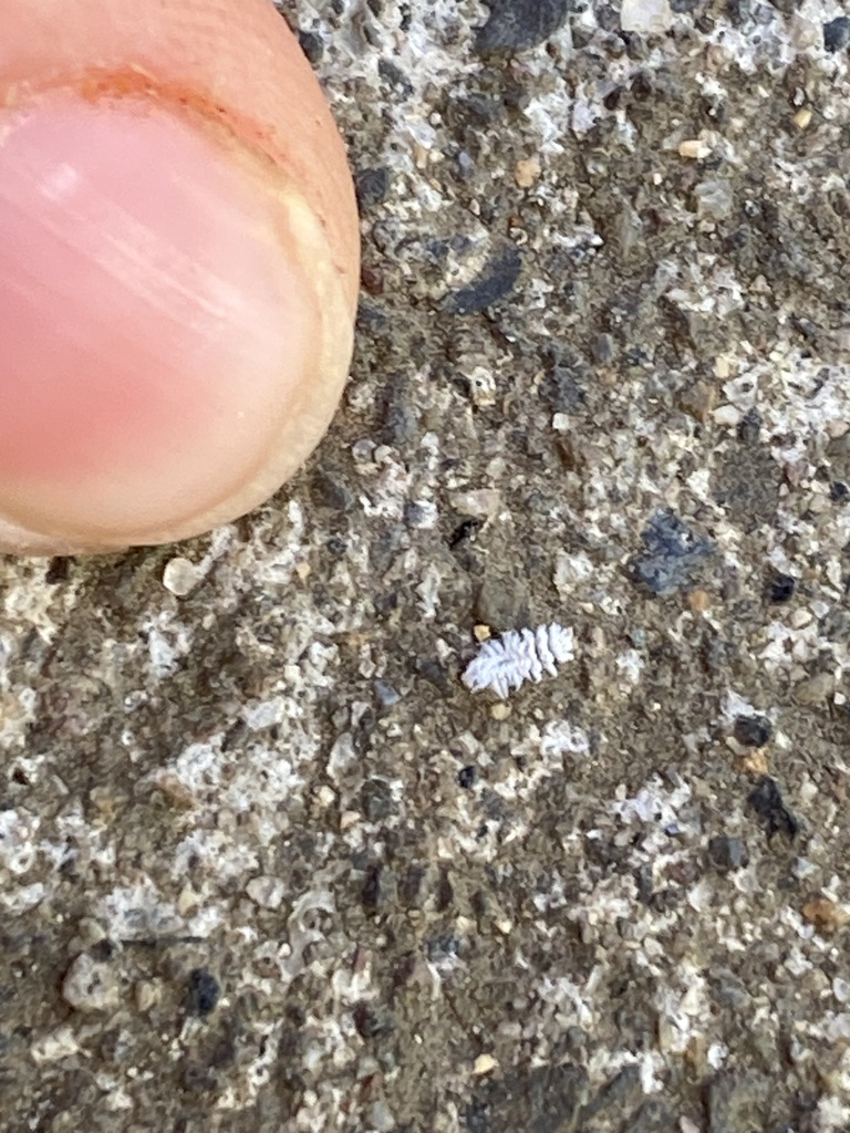 Seashore Springtail from SE 48th Ave, Portland, OR, US on June 3, 2023 ...