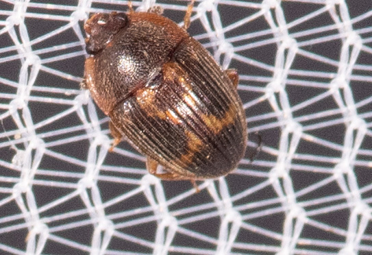 Strawberry Sap Beetle from Washington County, MD, USA on June 2, 2023 ...