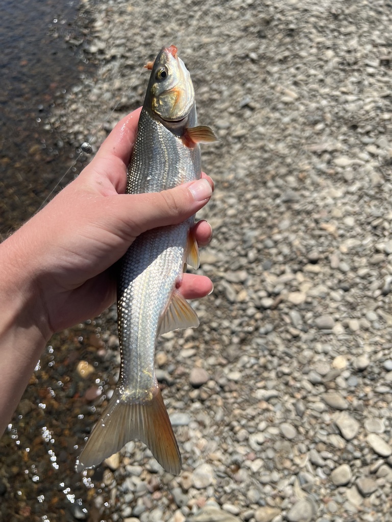 Peamouth from Dodge Island, Monroe, OR, US on June 3, 2023 at 01:50 PM ...