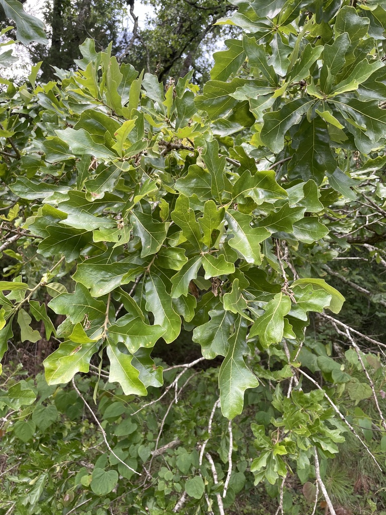 Bottomland Post Oak in May 2023 by John Kees · iNaturalist