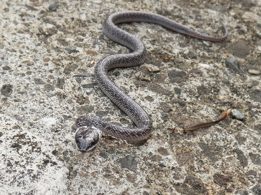 Common Wolf Snake from Mambajao, Pasay, Dakbayan sa Maasin, Katimugang ...