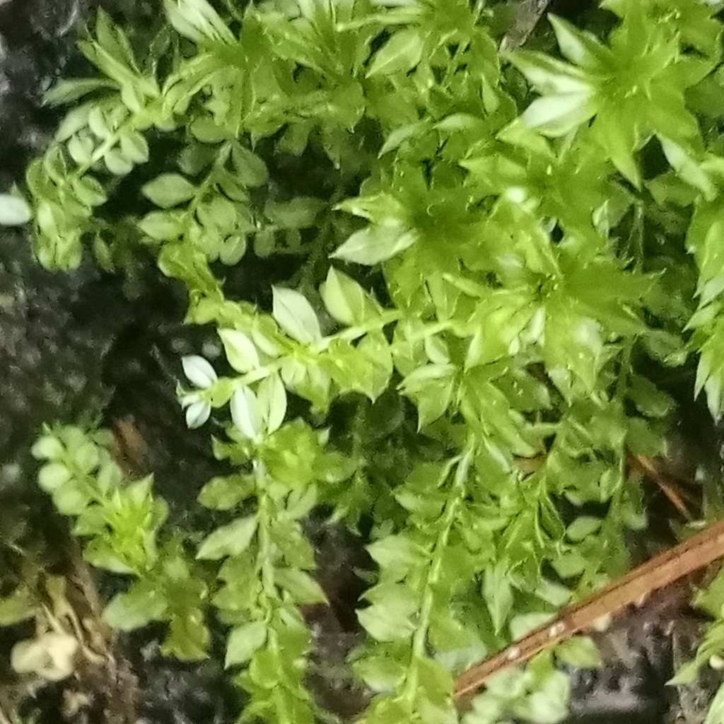 Woodsy Thyme-moss from Pocomoke City, MD 21851, USA on June 3, 2023 at ...