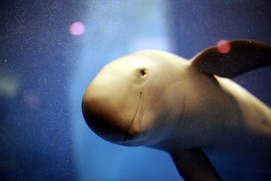 East Asian finless porpoise (Neophocaena sunameri) - Marine Life ...