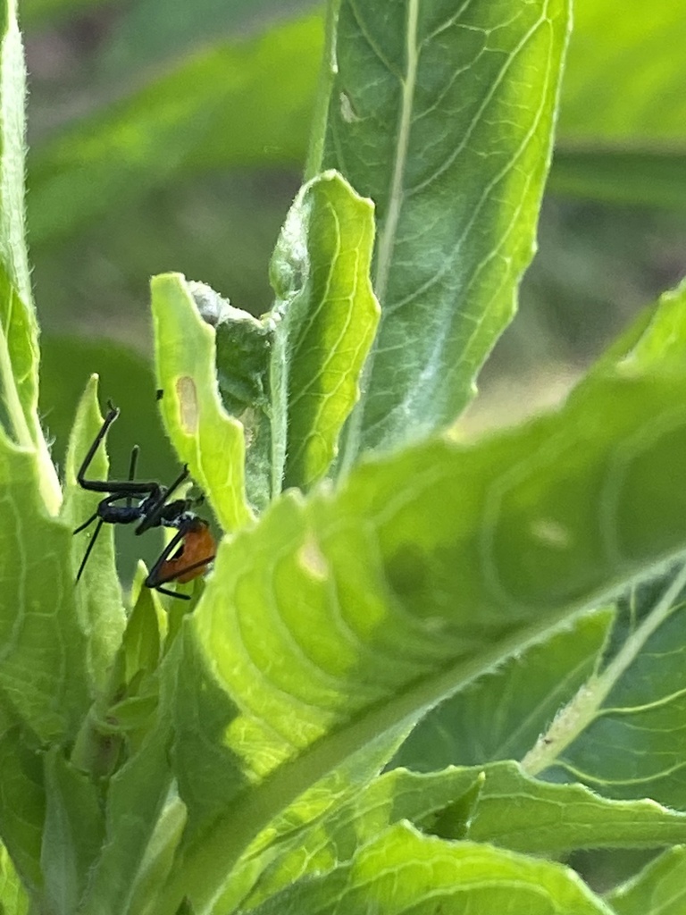 North American Wheel Bug from N Otis Ave, Gentry, AR, US on June 2 ...