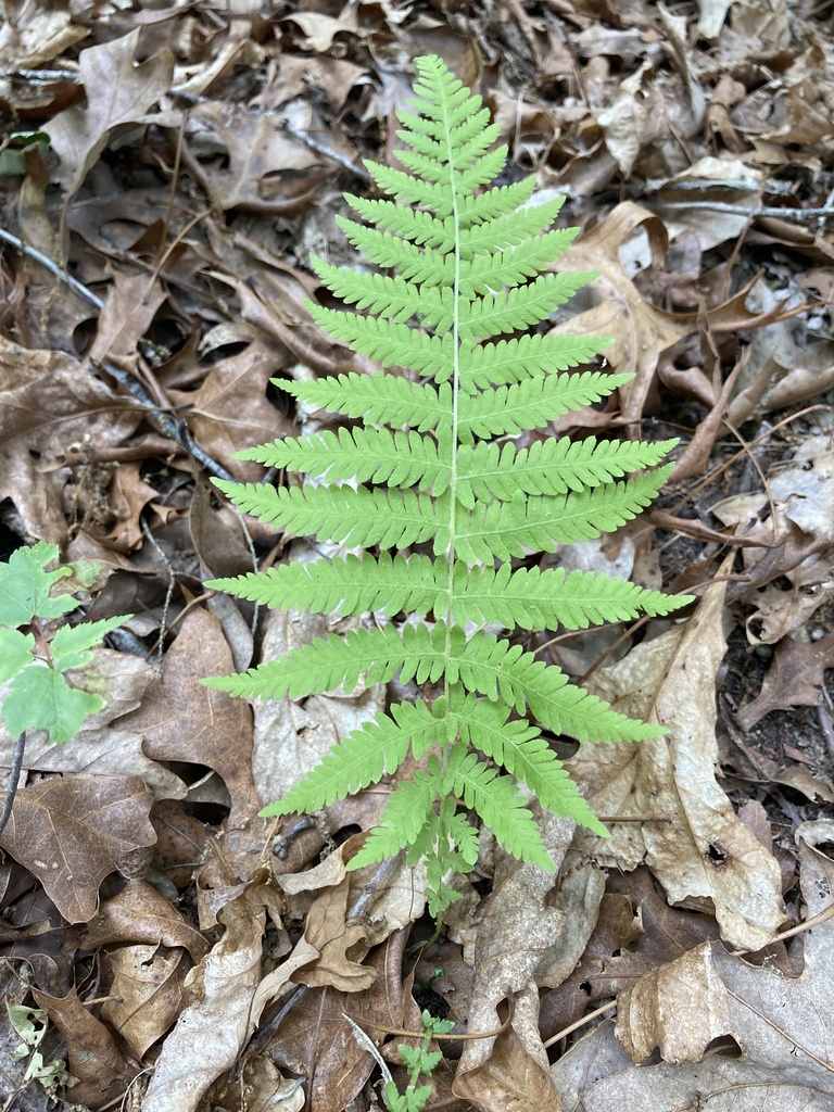 New York fern from Slabtown Rd, Hancock, MD, US on June 3, 2023 at 01: ...