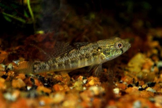 Micropercops swinhonis from 中国河南省郑州市荥阳市 on August 16, 2012 at 10:21 AM ...