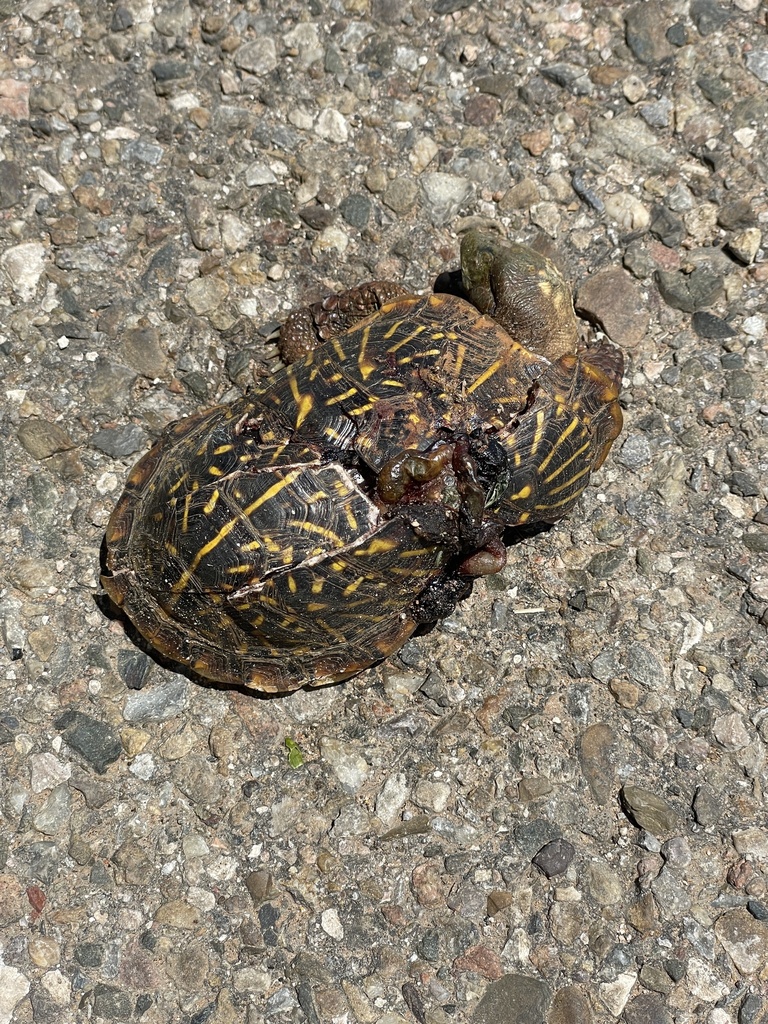 Ornate Box Turtle from Community Homesites, Clovis, NM, US on May 26 ...