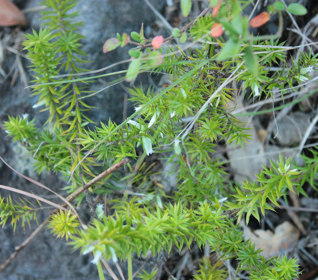 Prickly Beard-heath from Binna Burra QLD 4211, Australia on May 19 ...