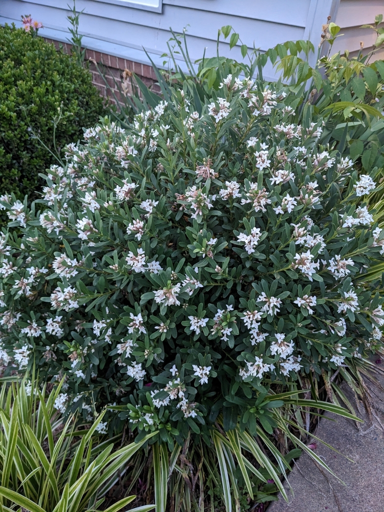 Winter daphne from Herndon, VA 20170, USA on June 3, 2023 at 08:37 PM ...