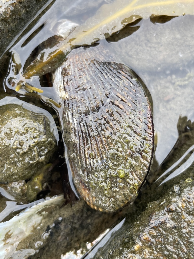 Atlantic Ribbed Mussel from Bayberry Ln, Groton, CT, US on June 3, 2023 ...