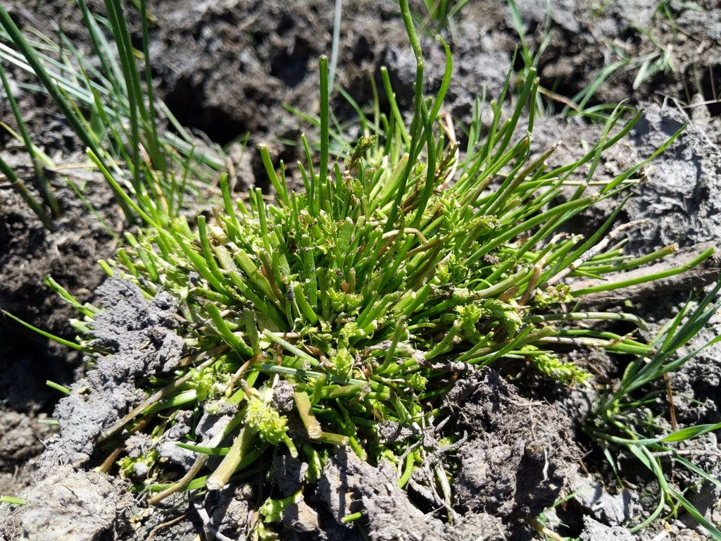 flowering-quillwort from Danville, California, US on June 3, 2023 at 01 ...