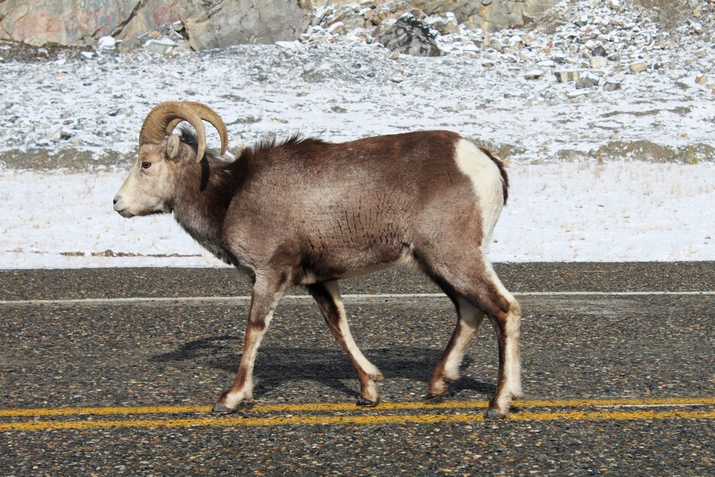 Stone's Sheep in May 2019 by cjcross · iNaturalist