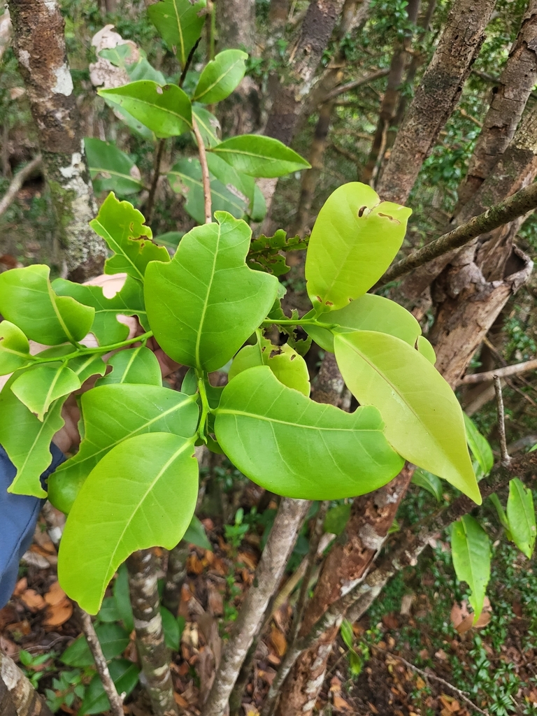 Licaria brittoniana from Torre, Sabana Grande, Puerto Rico on June 3 ...