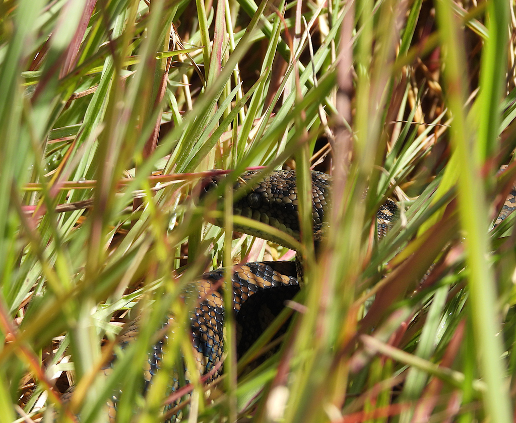 Coastal Carpet Python from Samsonvale QLD 4520, Australia on May 17 ...