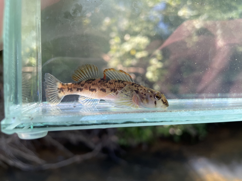 Turquoise darter from Issaqueena Lake Rd, Central, SC, US on June 3 ...