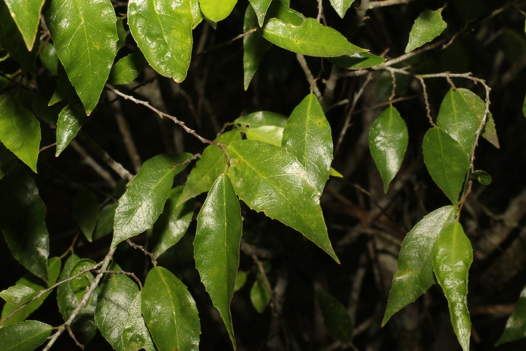 whalebone tree from Taromeo QLD 4314, Australia on June 3, 2023 at 10: ...
