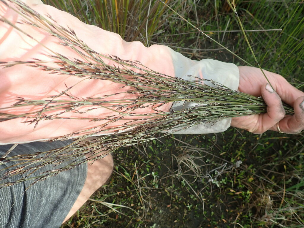 Jointed rush from Foxton Beach, New Zealand on June 4, 2023 at 10:25 AM ...